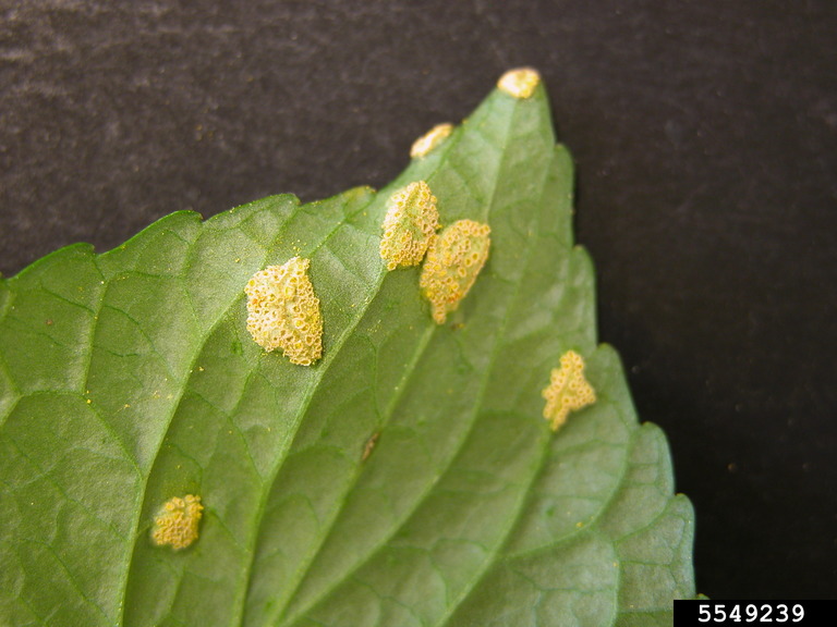 rust (Puccinia violae (Schumach.) DC.)