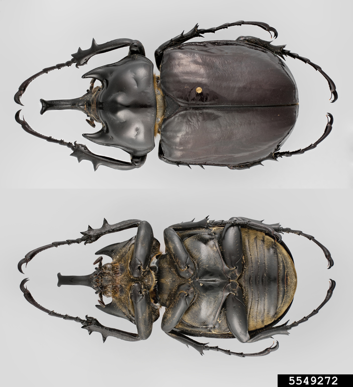 rhinoceros beetle (Megasoma actaeon Linnaeus)
