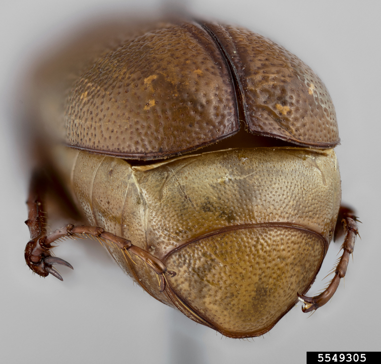 May beetle (Phyllophaga smithi (Arrow))