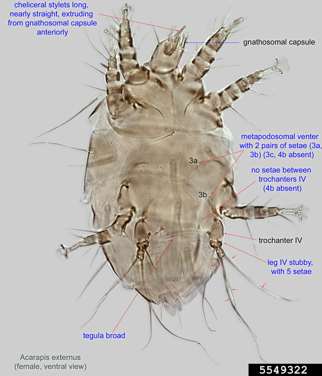honey bee tracheal mite (Acarapis externus)