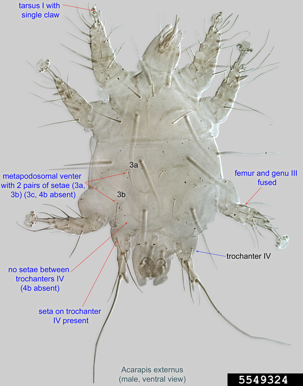 honey bee tracheal mite (Acarapis externus)