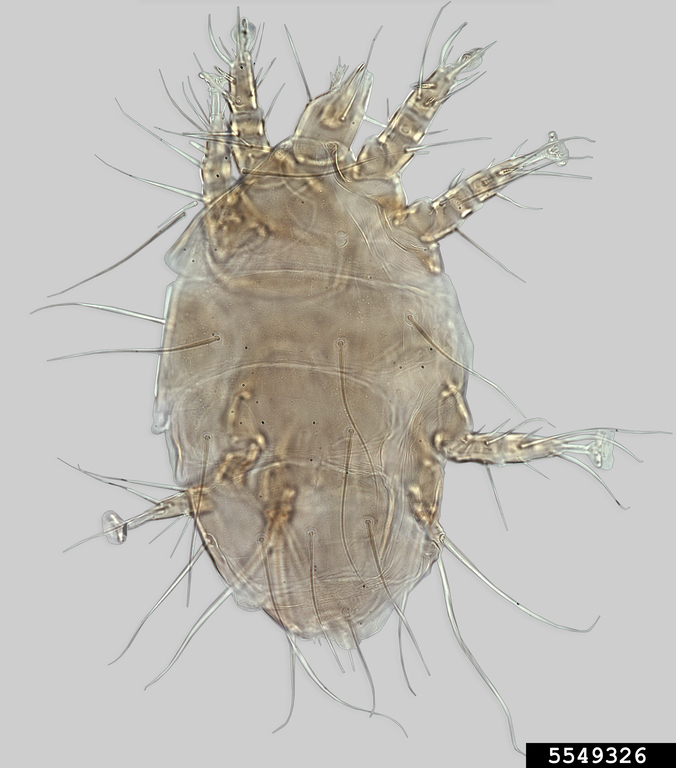 honey bee tracheal mite (Acarapis externus)