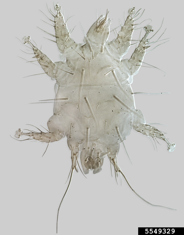 honey bee tracheal mite (Acarapis externus)