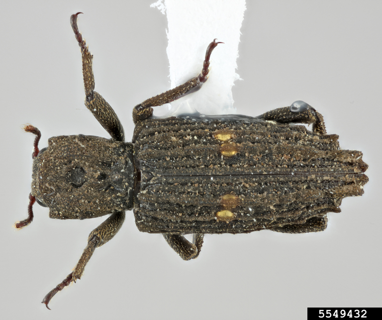 beetle (Lithophorus ornatus Arrow)
