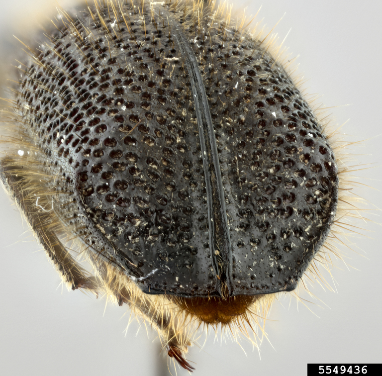 beetle (Melalgus exesus)