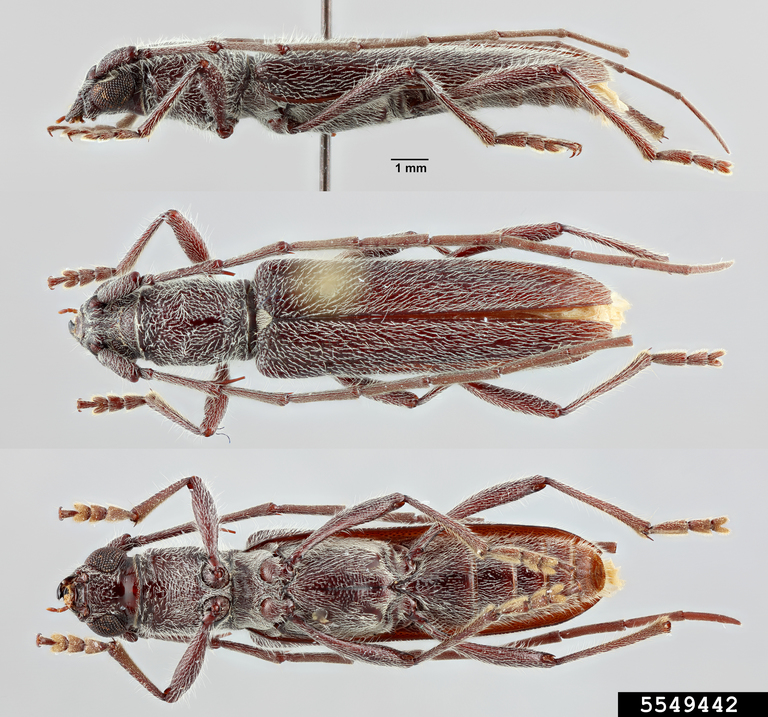 longhorned beetle (Aneflomorpha tenuis (LeConte, 1854))