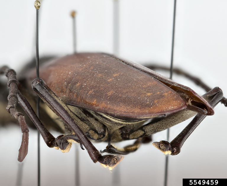 prionid beetle (Callipogon barbatum (Fabricius, 1781))