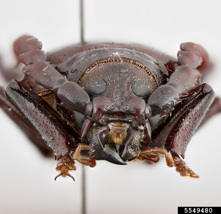 California prionus (Prionus californicus Motschulsky, 1845)