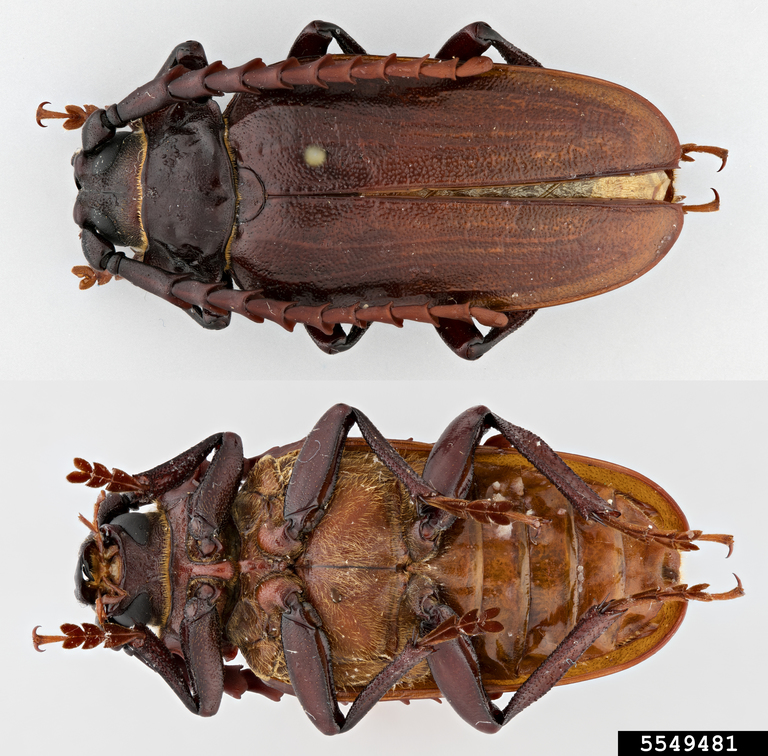 California prionus (Prionus californicus Motschulsky, 1845)