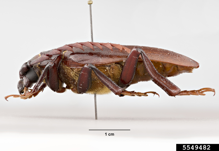 California prionus (Prionus californicus Motschulsky, 1845)