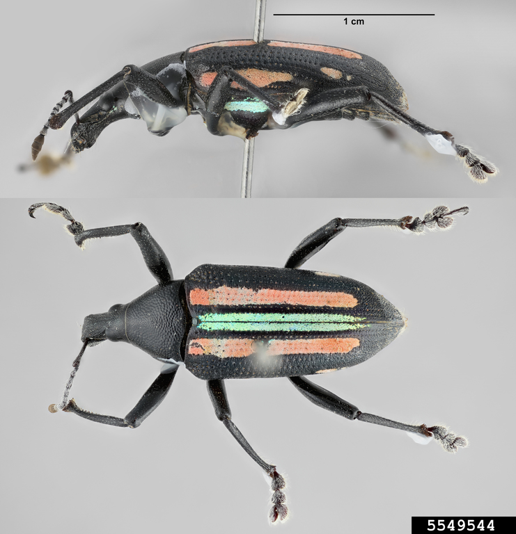 Citrus Root Weevil (Exophthalmus vittatus (Linnaeus, 1758))