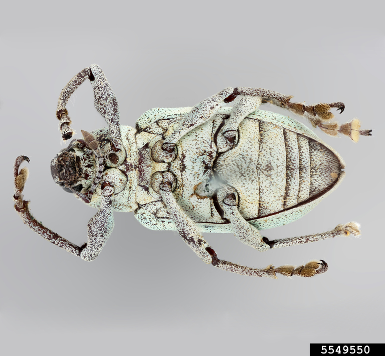 Citrus Root Weevil (Pachnaeus citri)