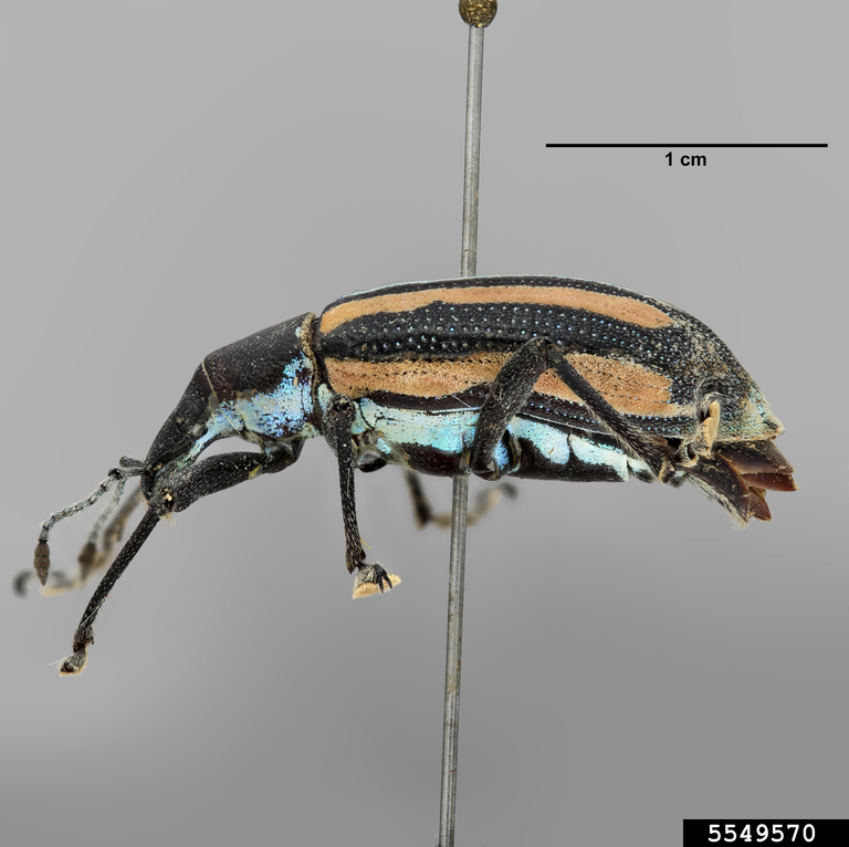 Citrus Root Weevil (Exophthalmus vittatus)