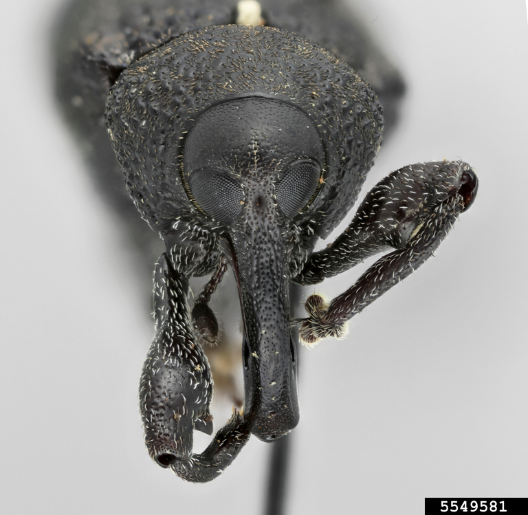 Pine weevil (Heilus bioculatus)