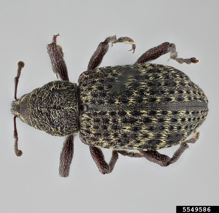 Root weevil (Hylobius pinicola Couper)