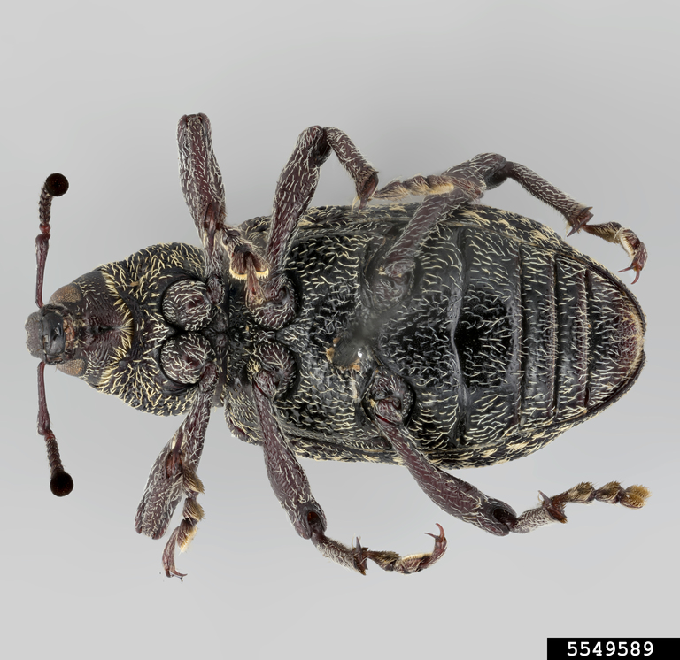 Root weevil (Hylobius pinicola)