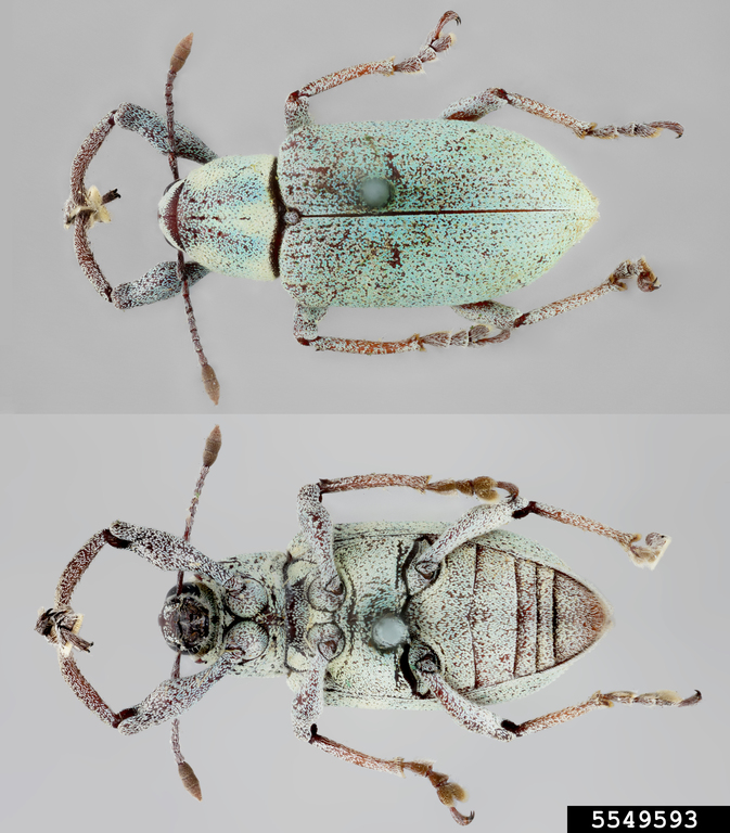 Citrus Root Weevil (Pachnaeus citri Marshall, G.A.K., 1916)