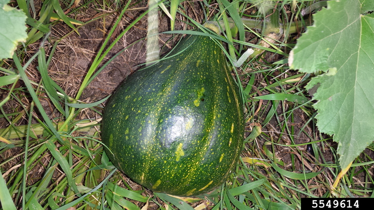 winter squashes (Cucurbita moschata)