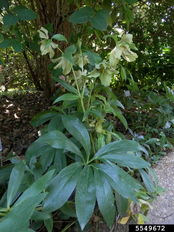 black hellebore (Helleborus niger L.)