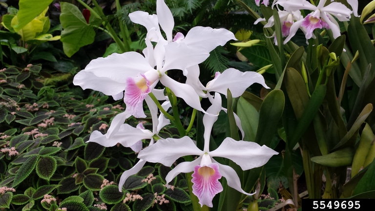 cattleya orchid (Cattleya purpurata)