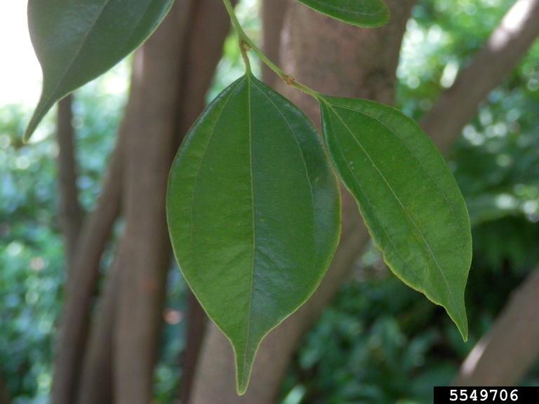 spicesbush (Lindera aggregata (Sims) Kosterm.)