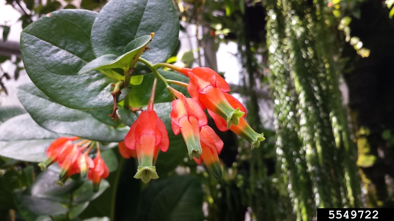 manleania (Macleania pentaptera Hørold)