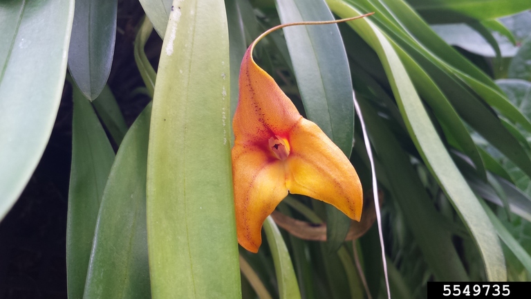 orchid (Masdevallia kimballiana (M. caudata x M. veitchiana) Sanders ...