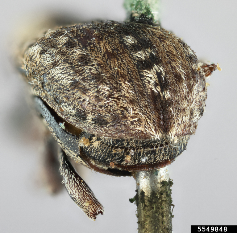 weevil (Hypera venusta (J.C.Fabricius, 1781))