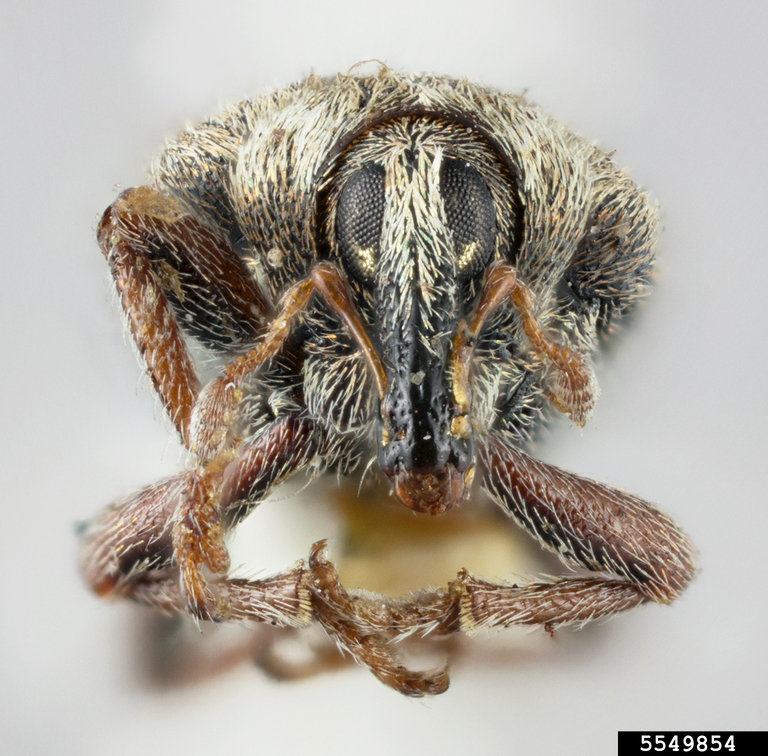 weevil (Hypera venusta (J.C.Fabricius, 1781))