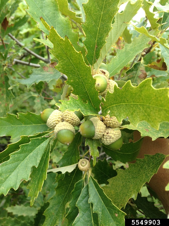 dwarf chinkapin oak (Quercus prinoides Willd.)