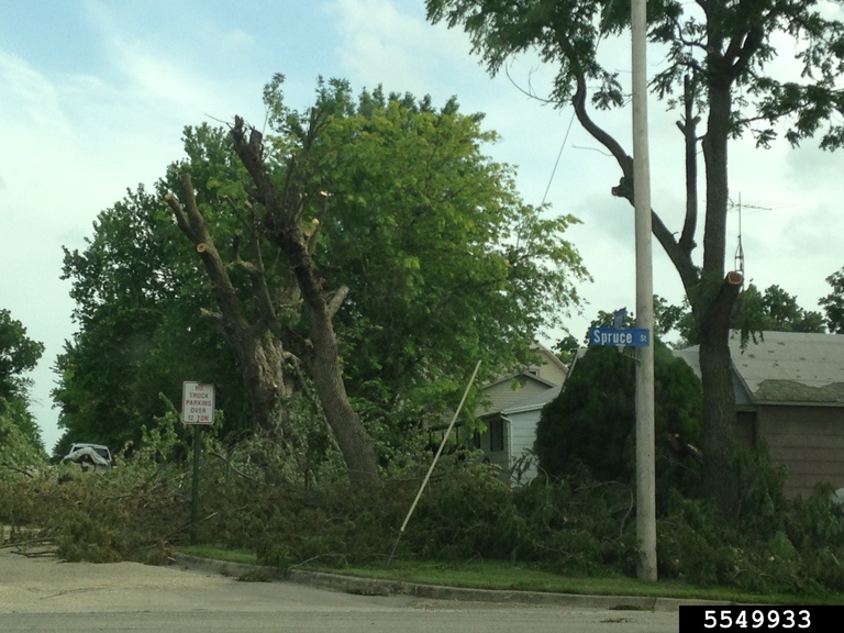 ash, Fraxinus spp. (Scrophulariales: Oleaceae) - 5549933