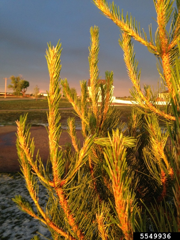 pine, Pinus spp. (Pinales: Pinaceae) - 5549936