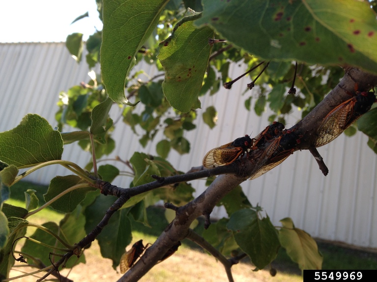 periodical cicada (Genus Magicicada Davis, 1925)