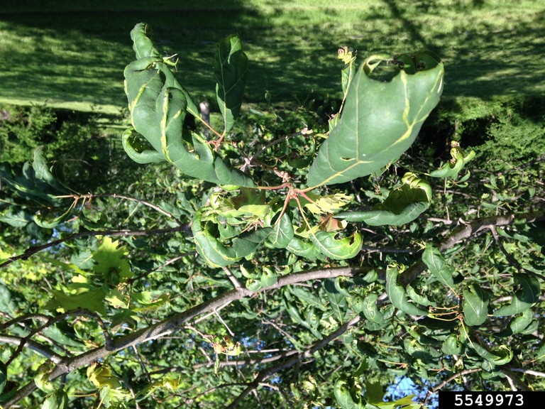 oak (Genus Quercus L.)