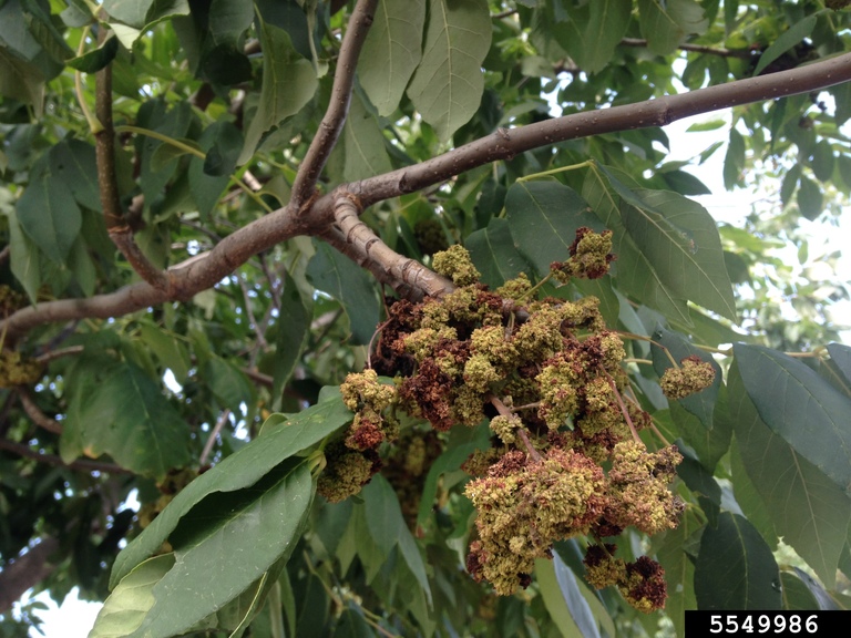 ash flower gall mite (Eriophyes fraxiniflora)