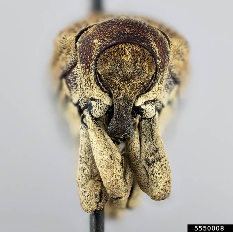 Weevil (Rhinochenus stigma (Linnaeus))