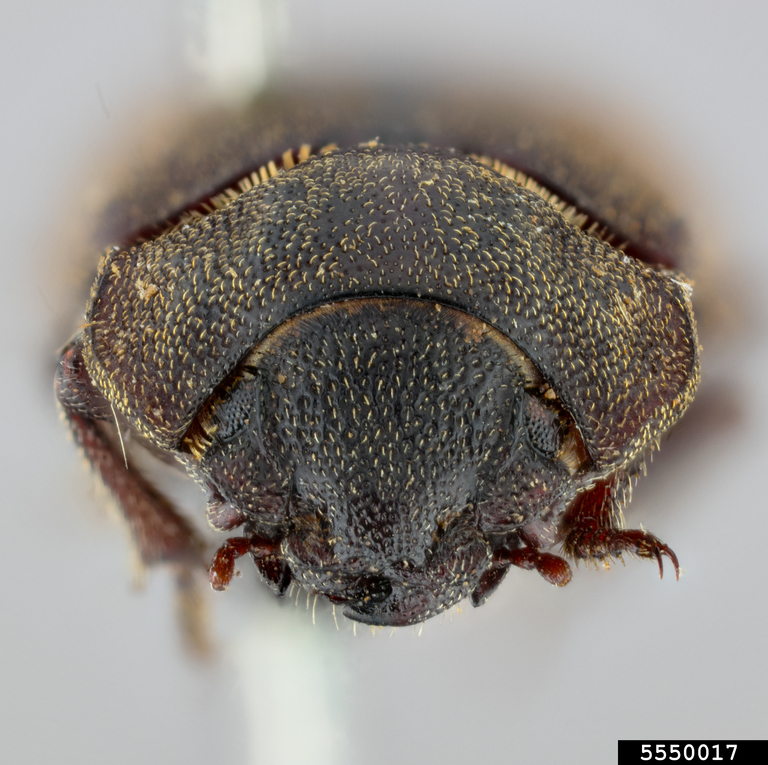 darkling beetle (Salax lacordairei Guerin)
