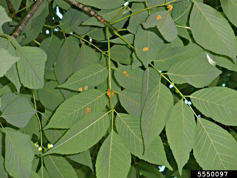 ash rusts (Puccinia sparganioides)
