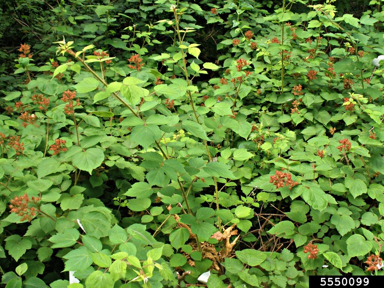 wine raspberry (Rubus phoenicolasius Maxim.)