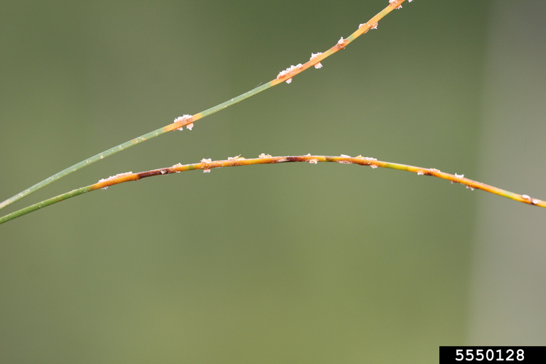 pine needle rusts (Coleosporium spp. ) on red pine (Pinus resinosa ...