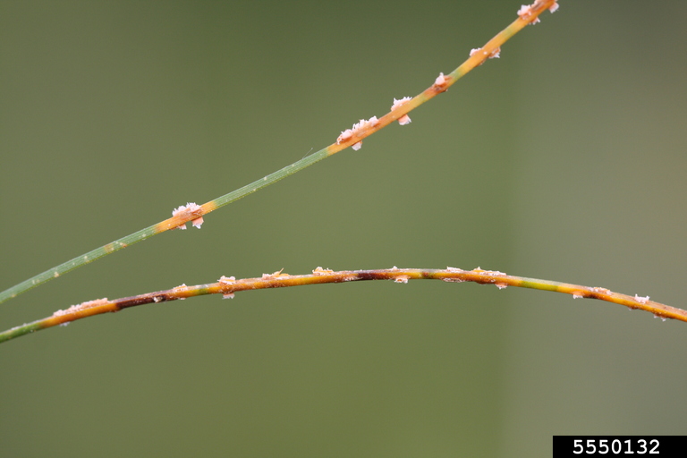 pine needle rusts (Genus Coleosporium)