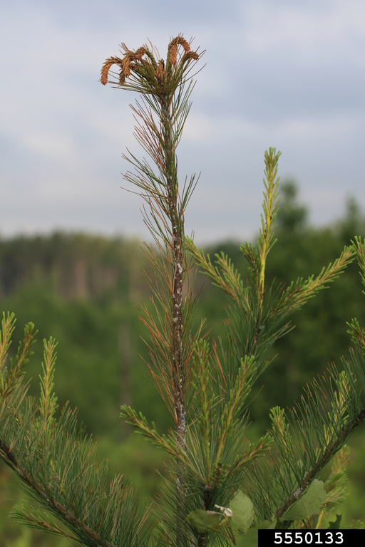 white pine weevil (Pissodes strobi)
