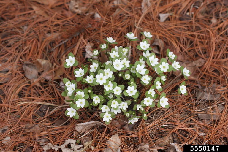 round-lobed hepatica (Hepatica nobilis var. obtusa)