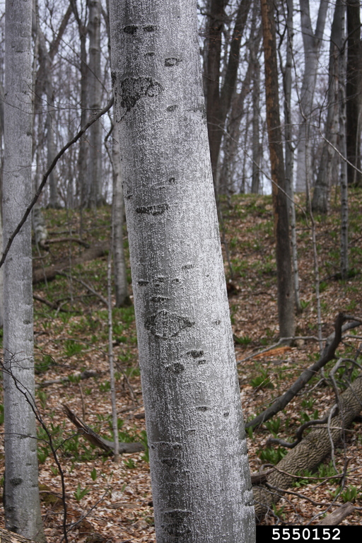 beech scale (Cryptococcus fagisuga Lindinger)