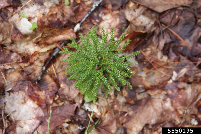 rare clubmoss (Lycopodium obscurum L.)