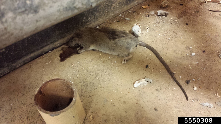 roof rat (Rattus rattus (Linnaeus, 1758))