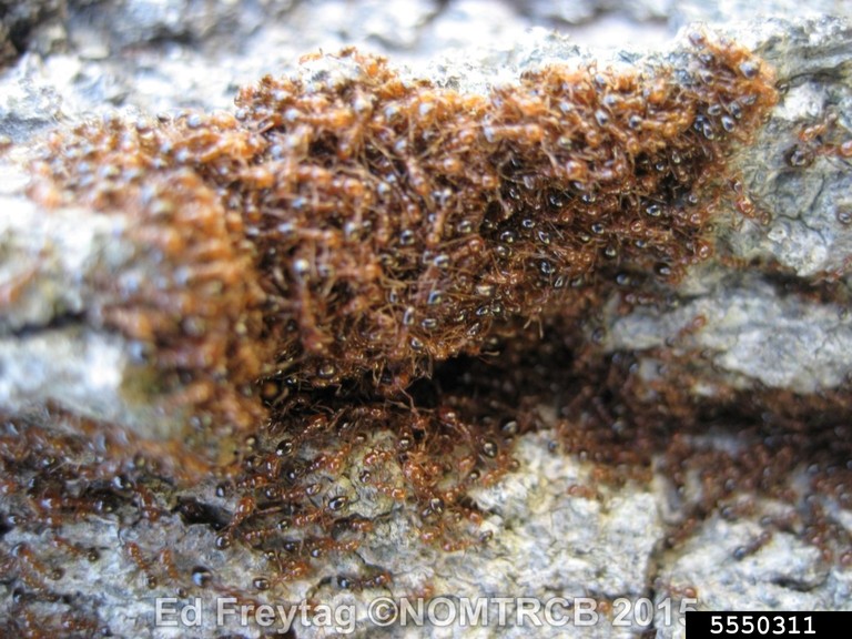 acrobat ants (Genus Crematogaster Lund, 1831)