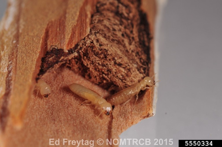 drywood termites (Family Kalotermitidae)