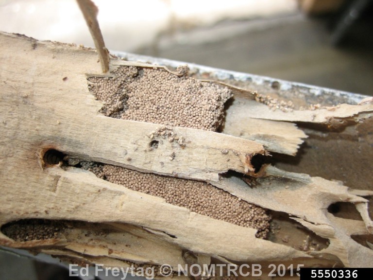drywood termite (general)
