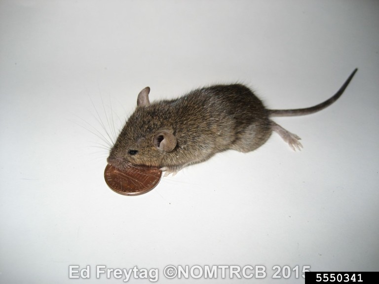 house mouse (Mus musculus Linnaeus, 1758)